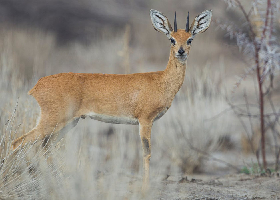 Gallery | Diphôfu Hunting Safaris