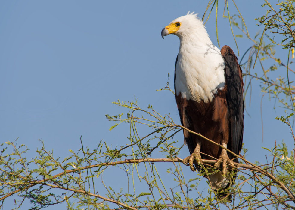 Gallery | Diphôfu Hunting Safaris