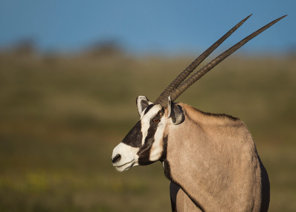 Gallery | Diphôfu Hunting Safaris